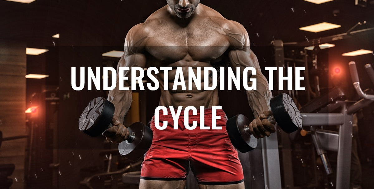 Understanding the Cycle: Steroids and the Natty Strategy – KillerLabz